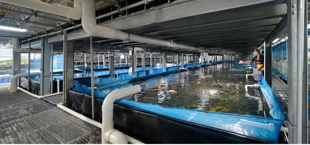 Pond Aquaculture Systems