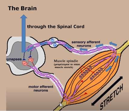 The Mysterious Sixth Sense of Human Beings: Proprioception Bernice Ho - Issuu