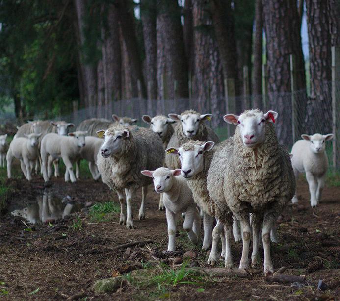 Business Down Under - Edward Furst - Issuu