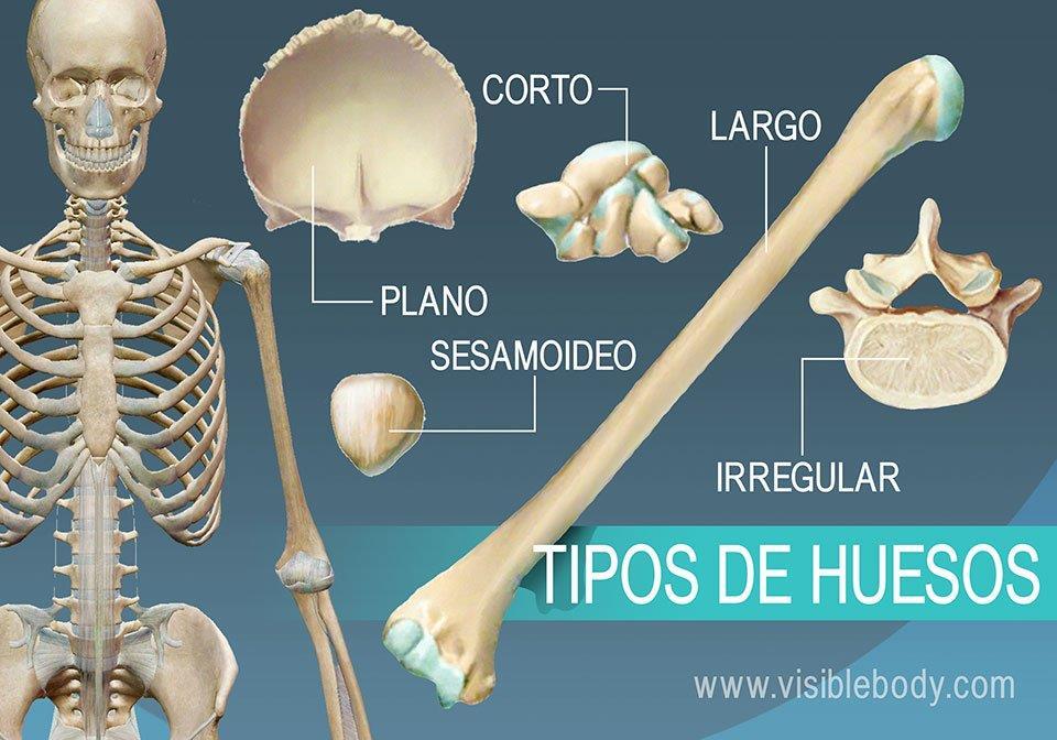 Aparato Locomotor Issuu aparato-locomotor-issuu
