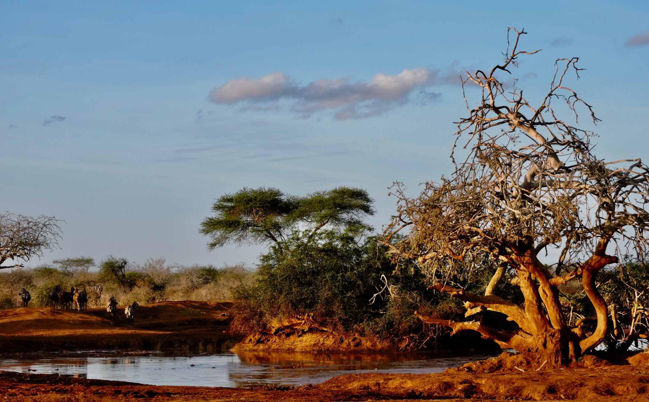 Discover Tsavo - Issuu