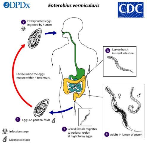 2 virus incluyendo al COVID 19 - Issuu