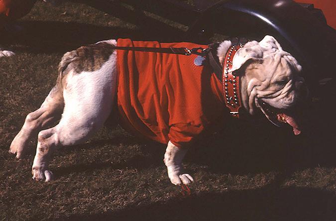 Uga, The Mascot Legacy - Issuu