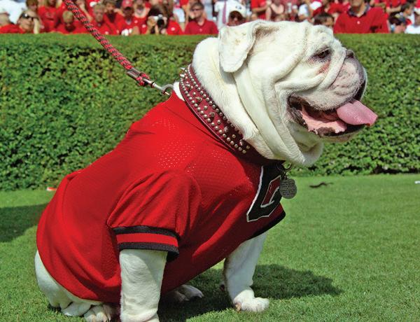 Uga, The Mascot Legacy - Issuu