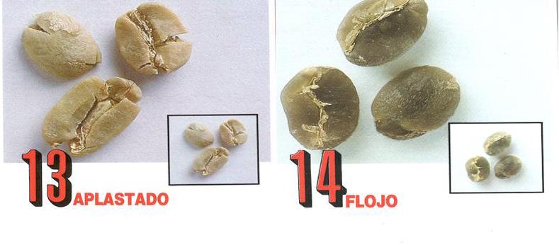 DEFECTOS FÍSICOS DEL CAFÉ - Issuu