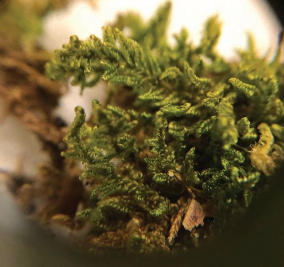 3 Dicranum Scoparium Hedw. - Broom Moss............... Family ...