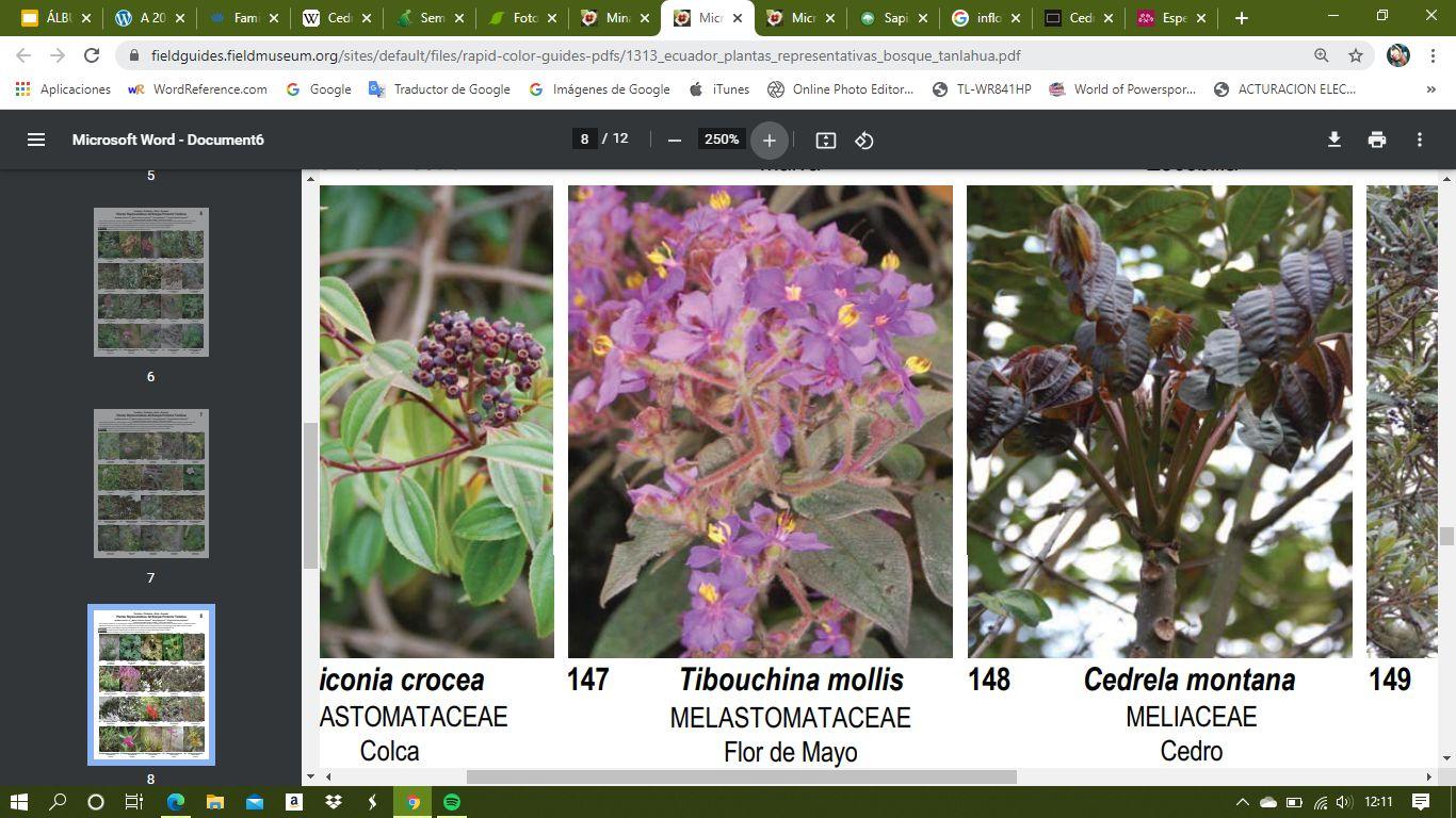 CEDRO ANDINO - Issuu