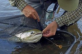 Introduction Mark Wormald - Issuu