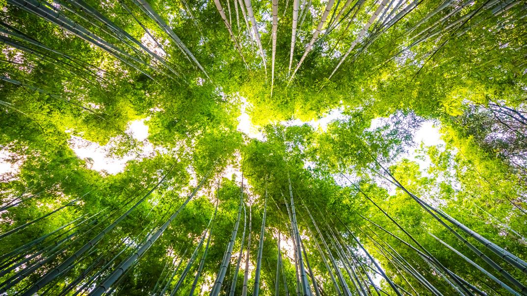 Growing Your Knowledge – Sysmex Scientific Focus - Issuu