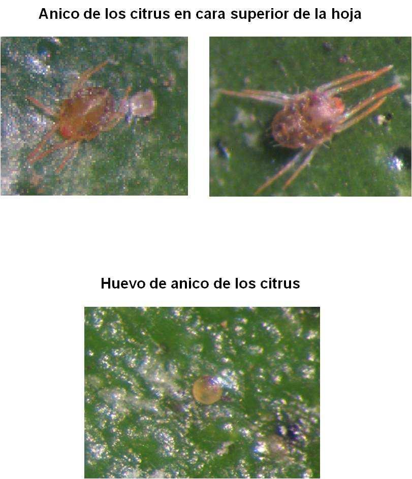Anico de los citrus o Acaro de Texas - Issuu