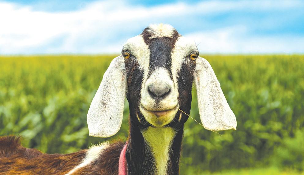 Dept. 4 Domestic Arts - Issuu