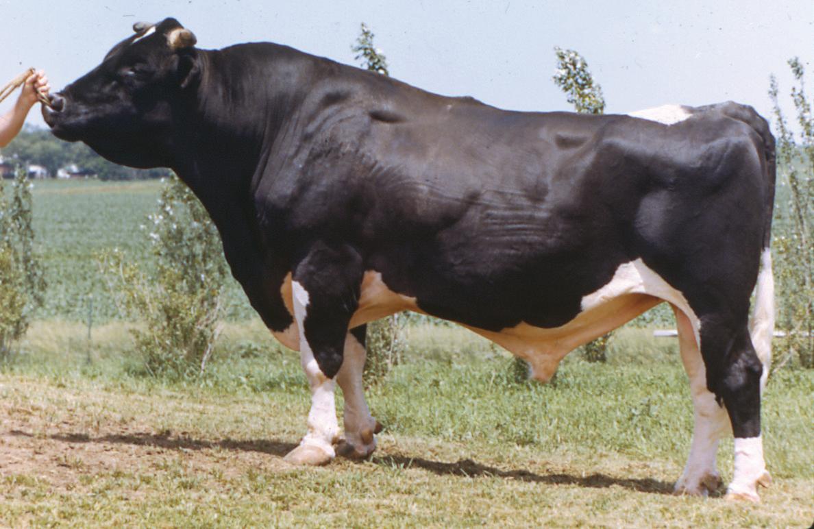 50 jaar World Wide Sires - Issuu