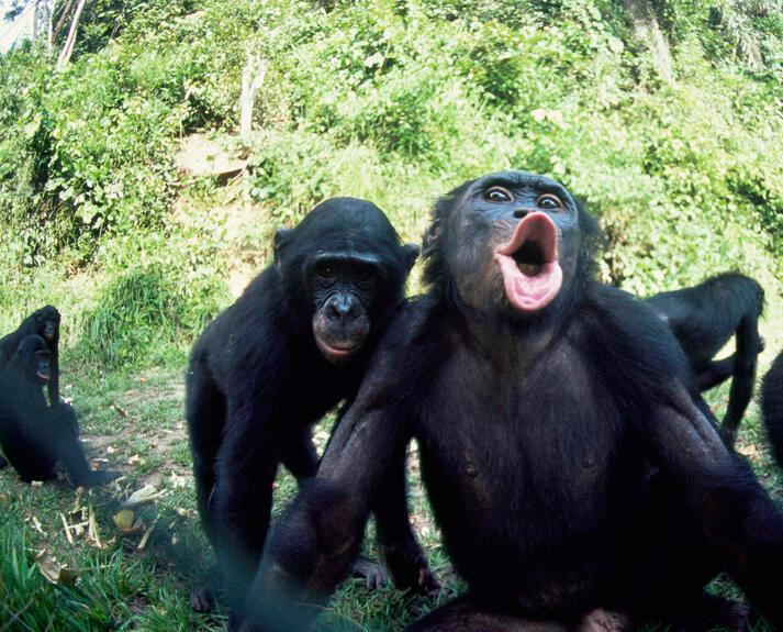 Bonobos Oral