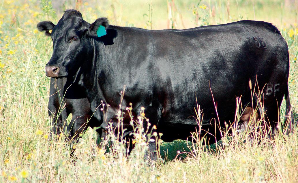 An adapted animal is a productive animal - Issuu