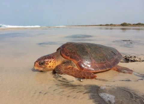 Turtle turnaround - Issuu