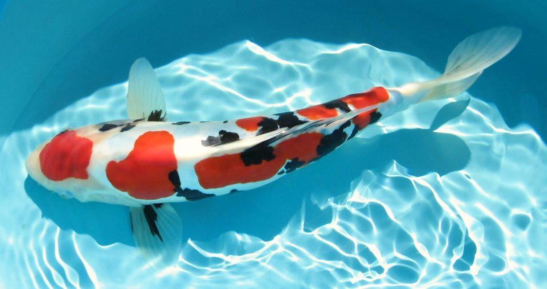 Grupos de peces extintos - Issuu