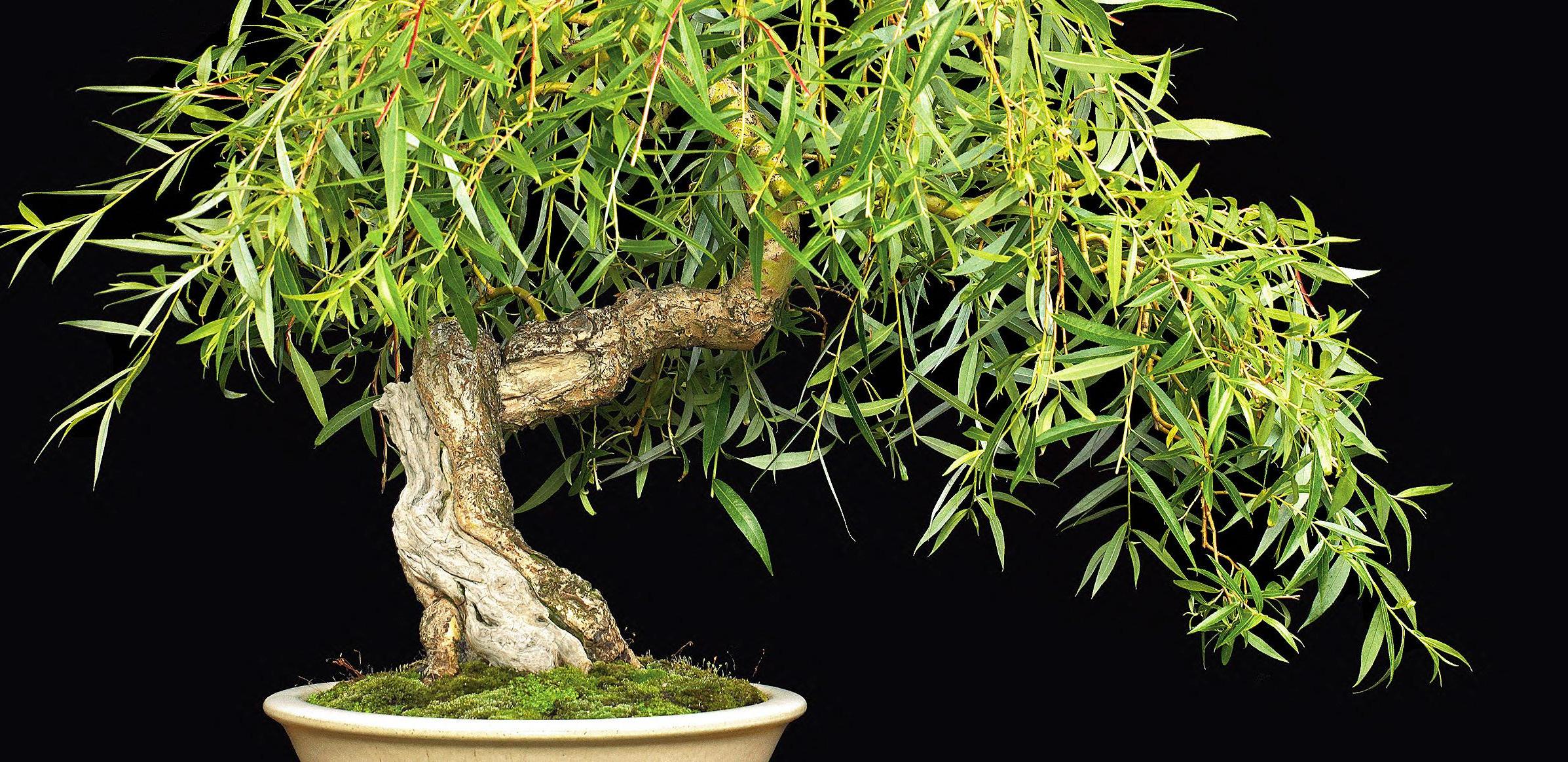 Weeping Willow Bonsai Care Styling Issuu