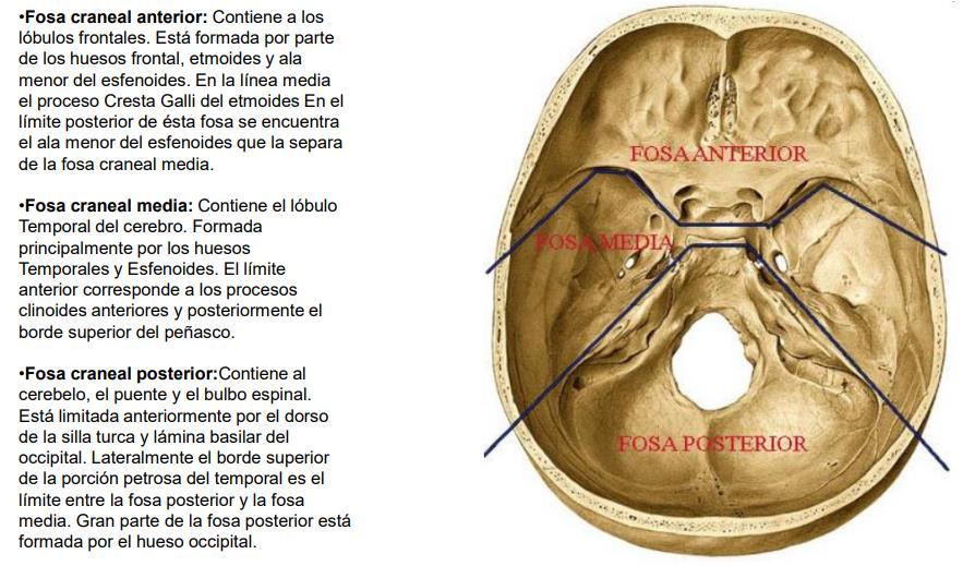 Fosa Craneal Posterior