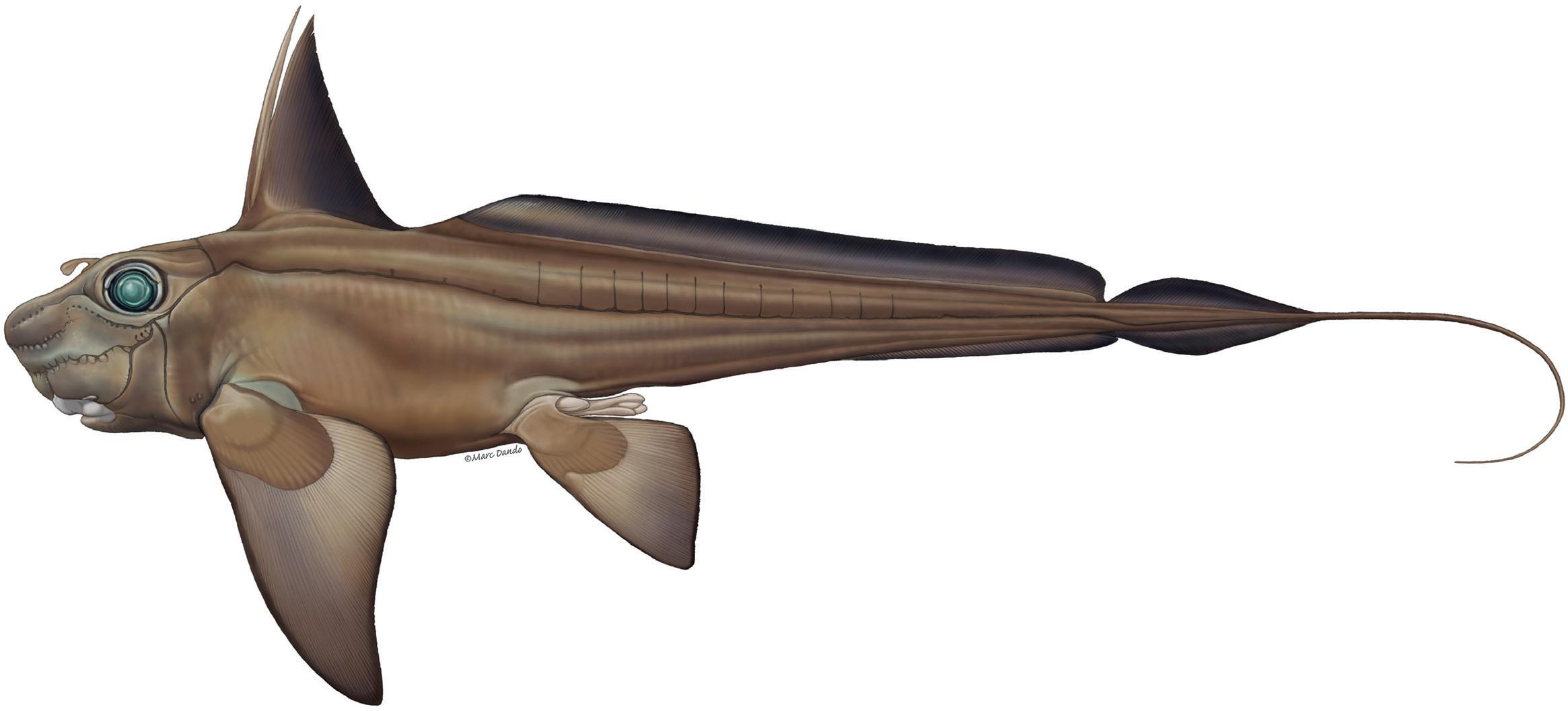 Shark Spotlight Jordan’s Chimaera - Issuu