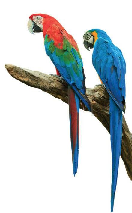 La foresta equatoriale - Issuu