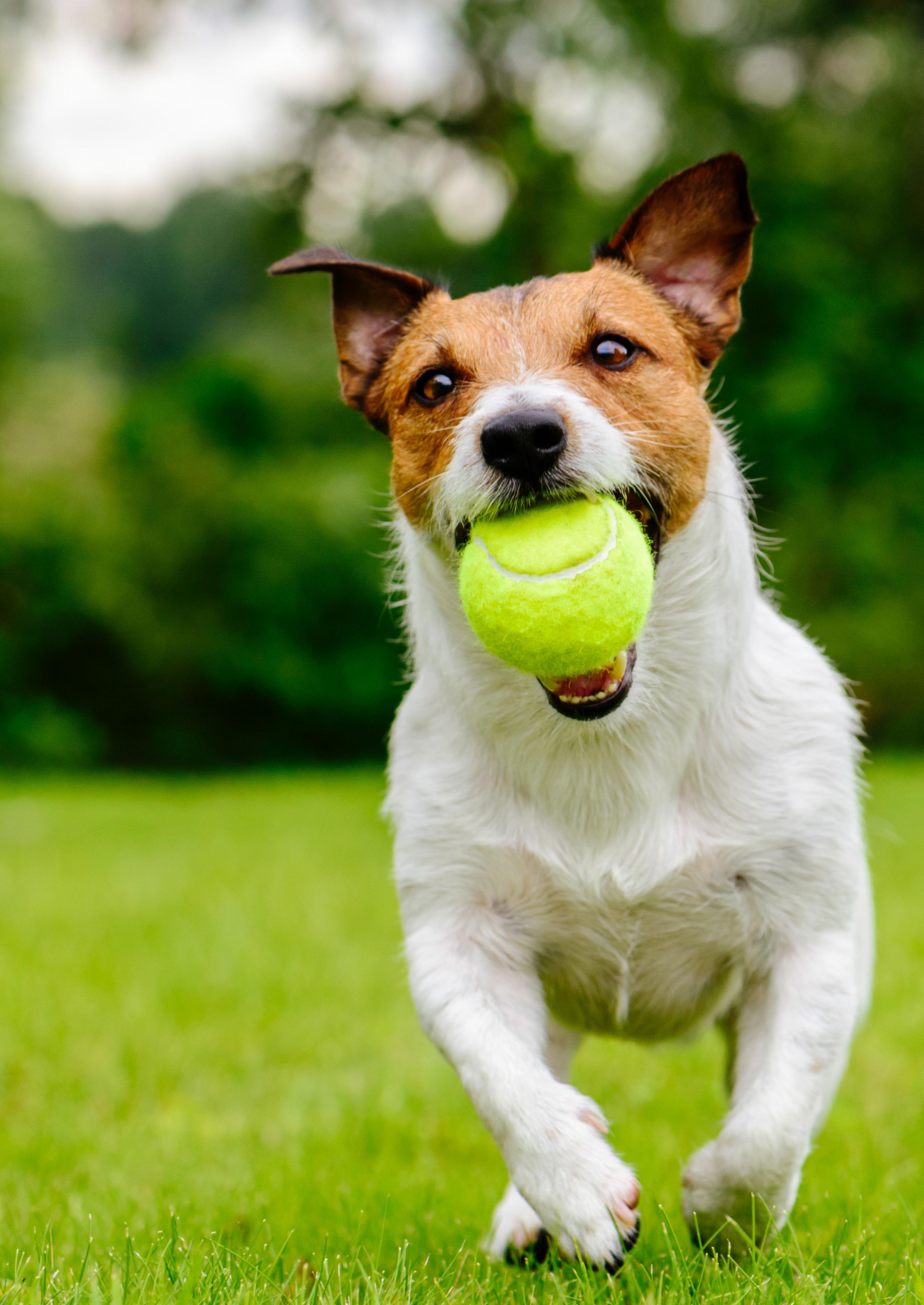 Your Dog And The Law Issuu Your Dog And The Law Issuu