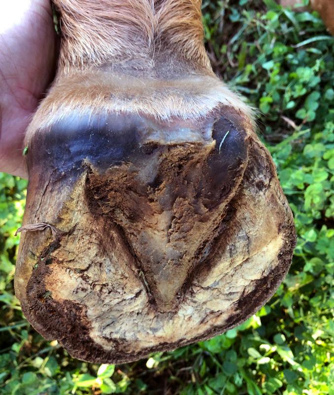 Vet Vibes: Hoof health in the wet - Issuu