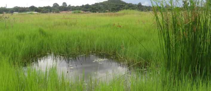 Wetlands - Bird Life Zimbabwe - Issuu