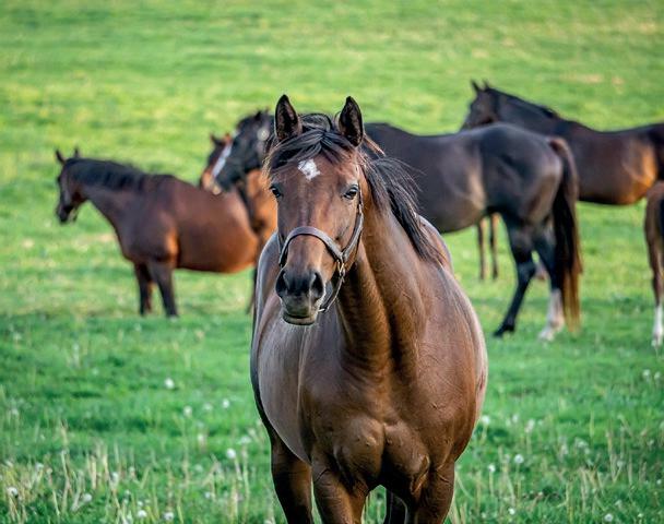 Apoyo nutricional de la yegua de cría - Issuu