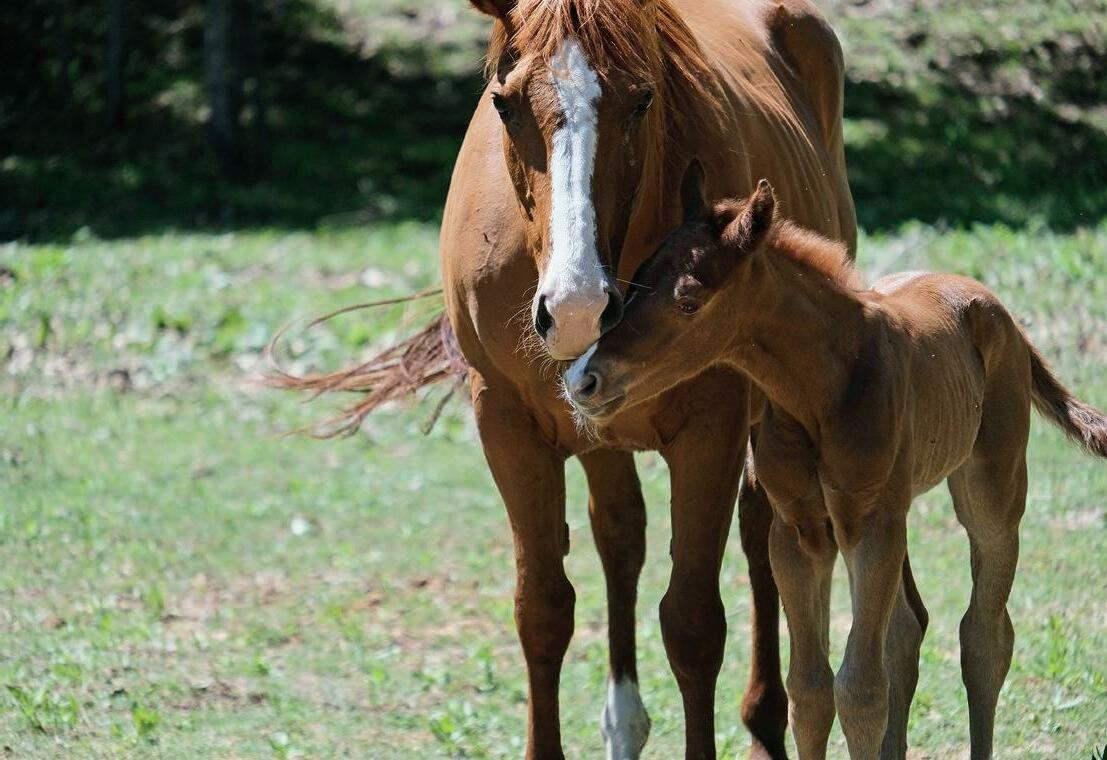 Apoyo nutricional de la yegua de cría - Issuu