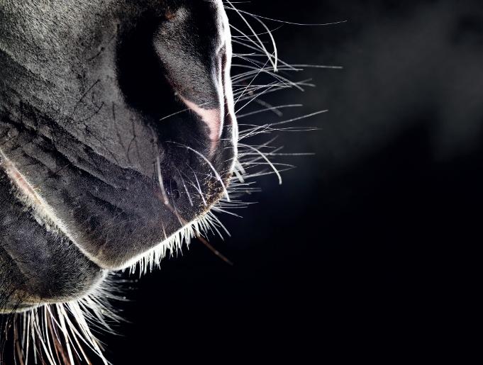 Framgangsmåte: å sammenligne to tekster - Issuu