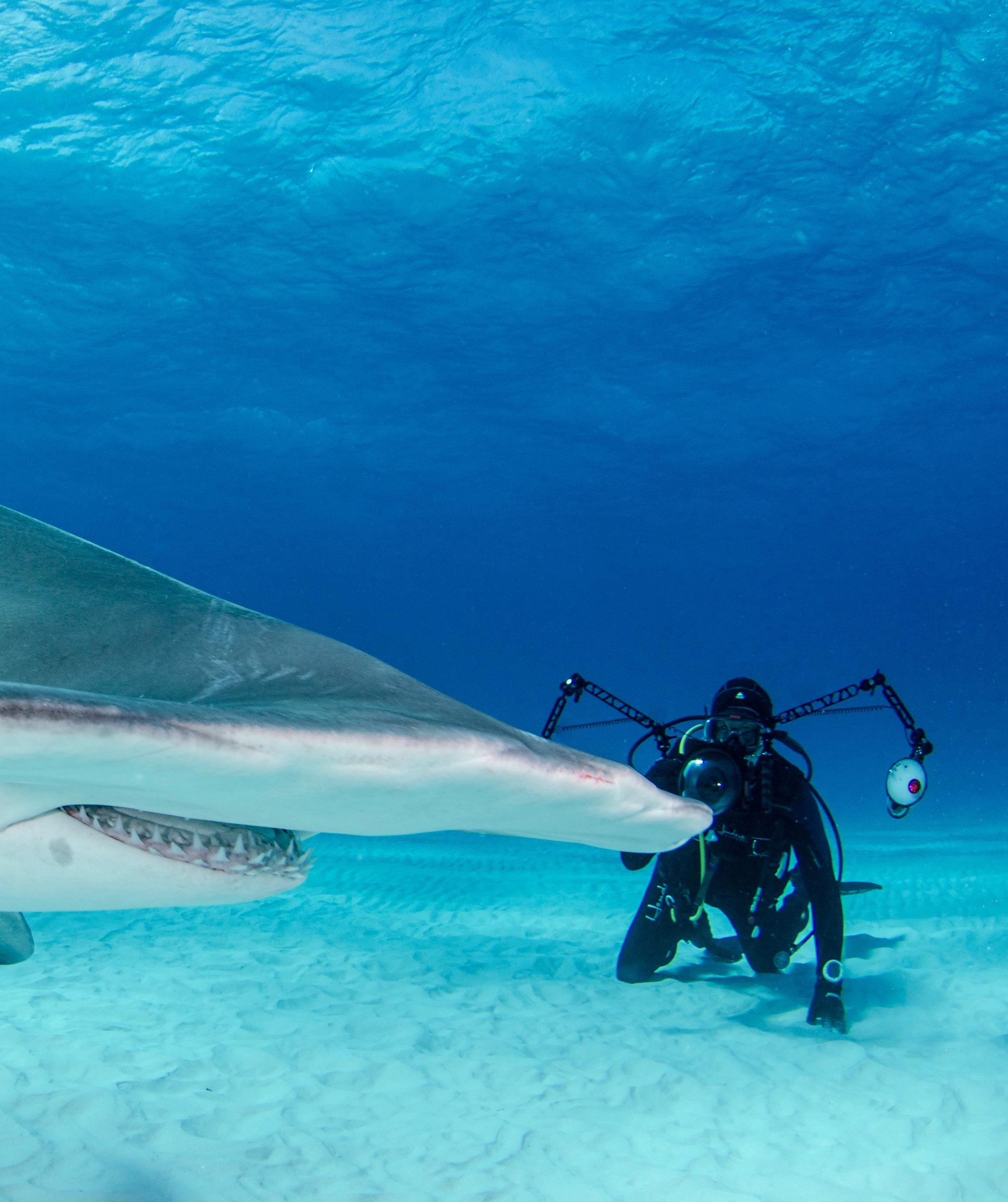 Sharks and the SPAW Protocol in the Wider Caribbean Region - Issuu