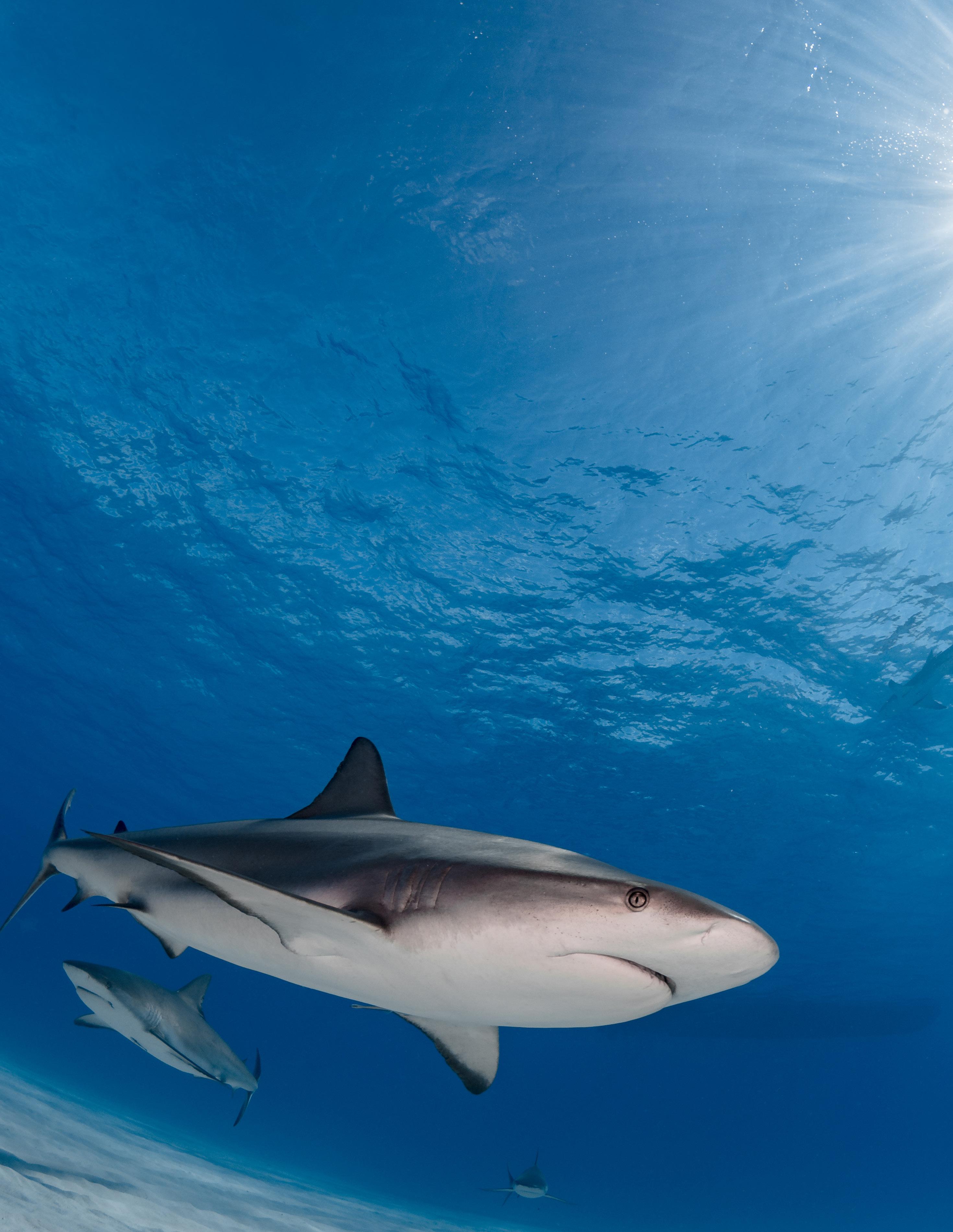Sharks and the SPAW Protocol in the Wider Caribbean Region - Issuu