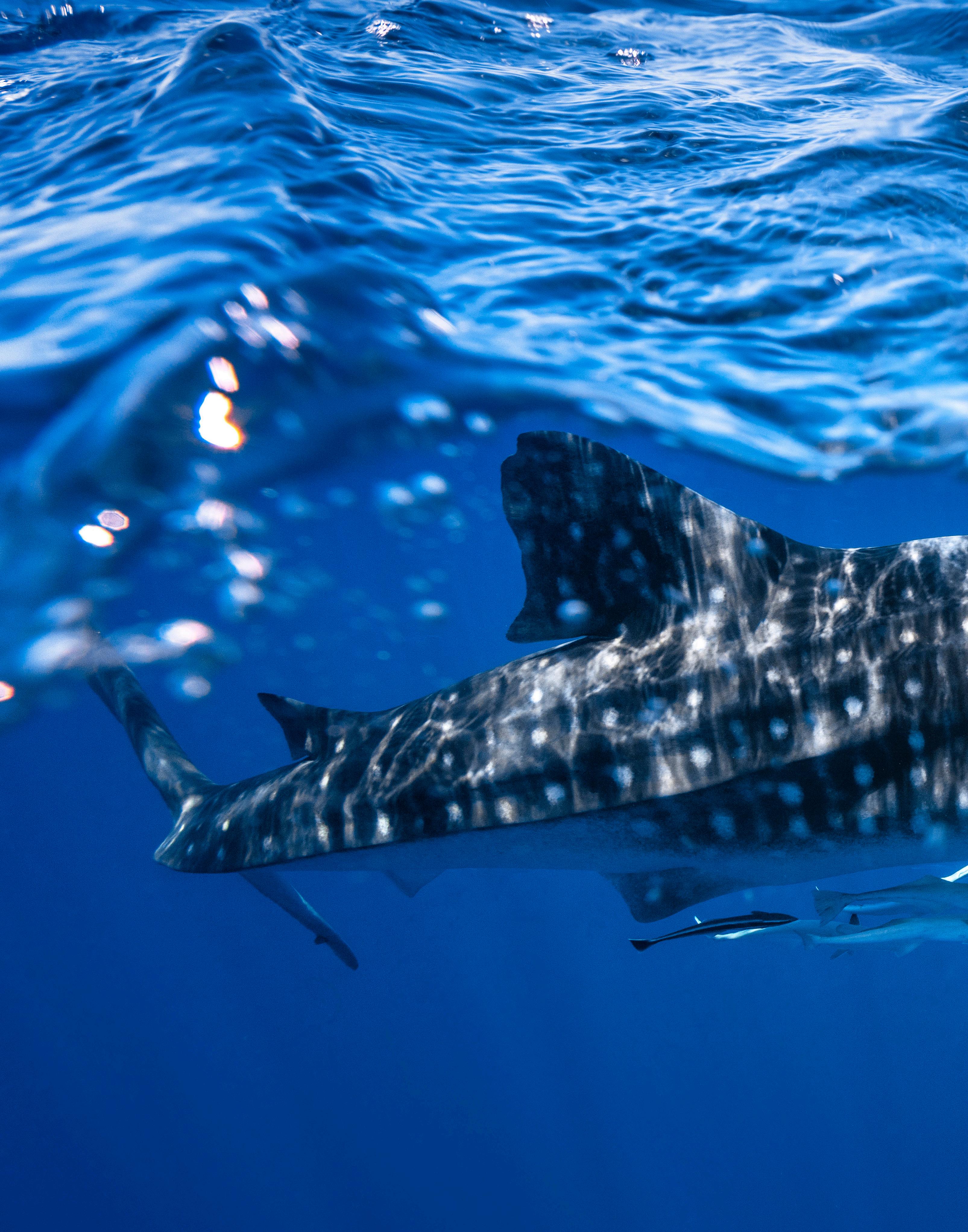 Sharks and the SPAW Protocol in the Wider Caribbean Region - Issuu