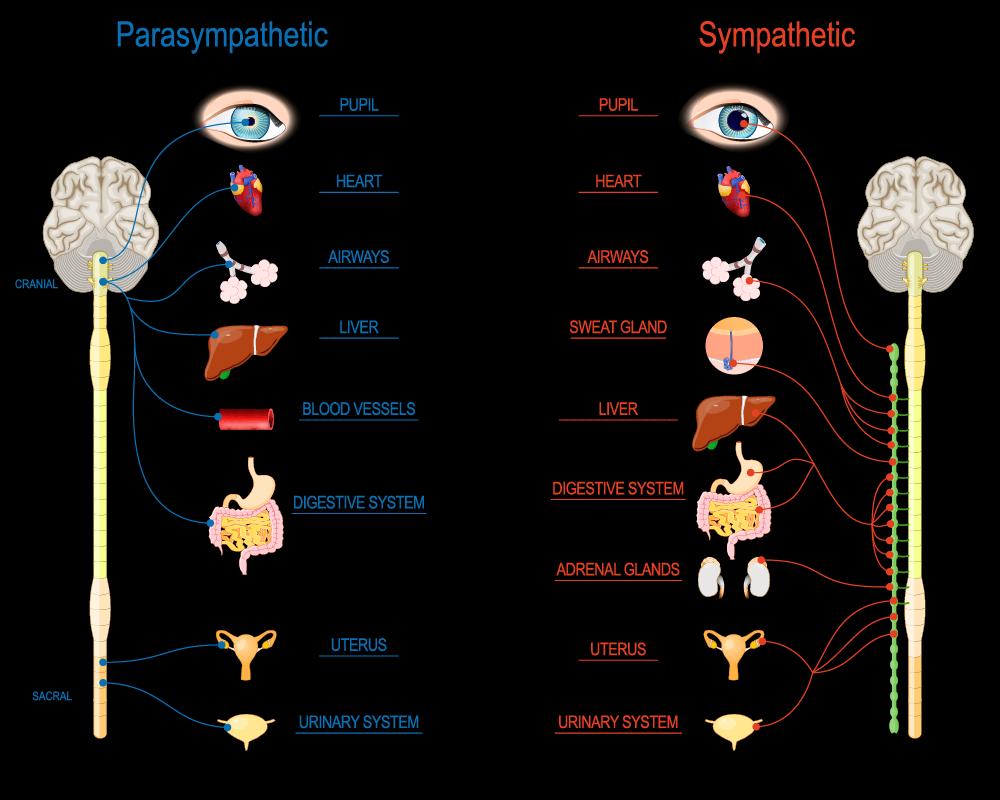 Figure 3 Different functionalities of SNS and PNS [9 - Issuu