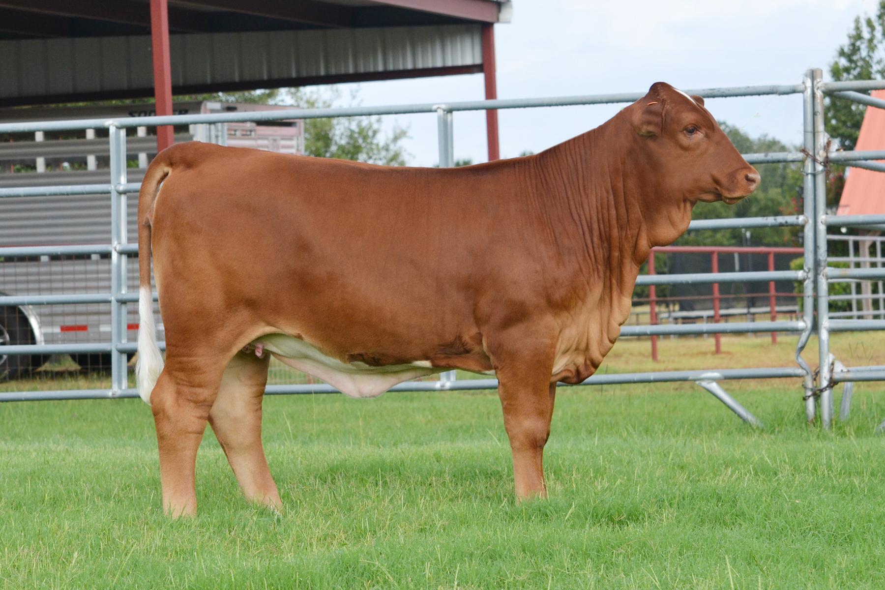 Texas Royal Beefmaster Showcase Vol II by TexasRoyalBeefmasterShowcase ...
