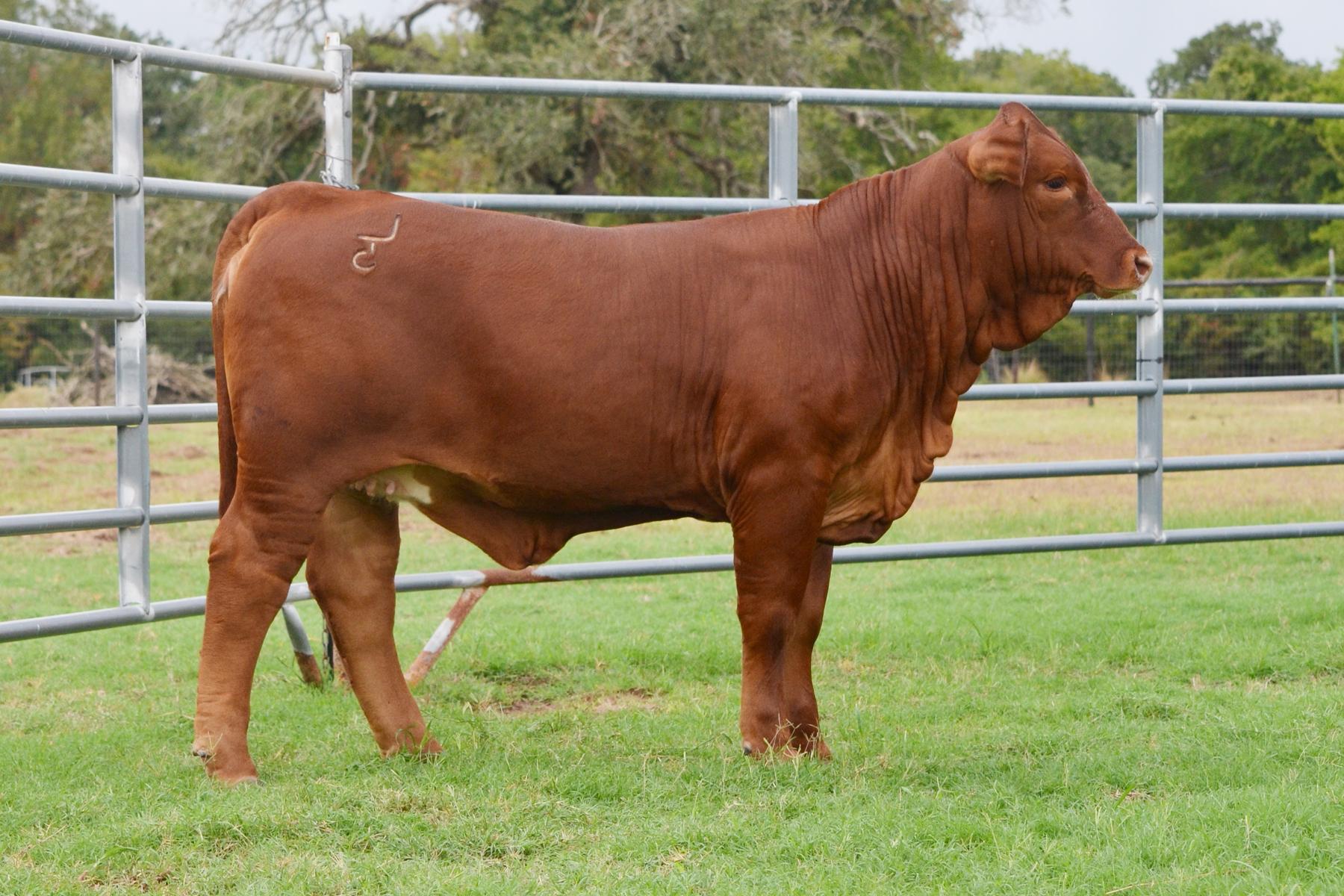 Texas Royal Beefmaster Showcase Vol II by TexasRoyalBeefmasterShowcase ...