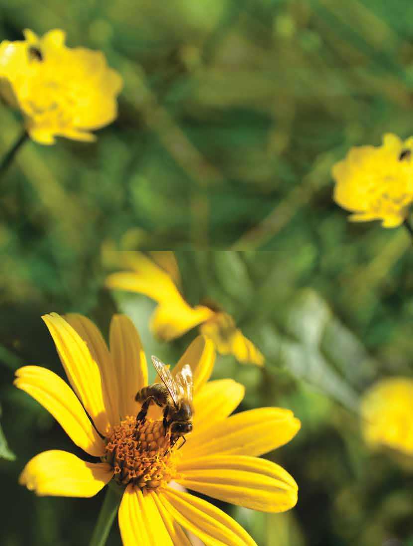 STEAM Reading Sampler by tryalogue - Issuu