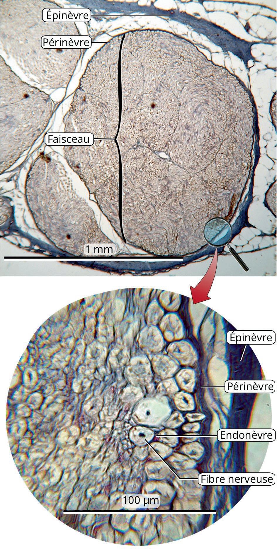 4.1. Le nerf - Issuu
