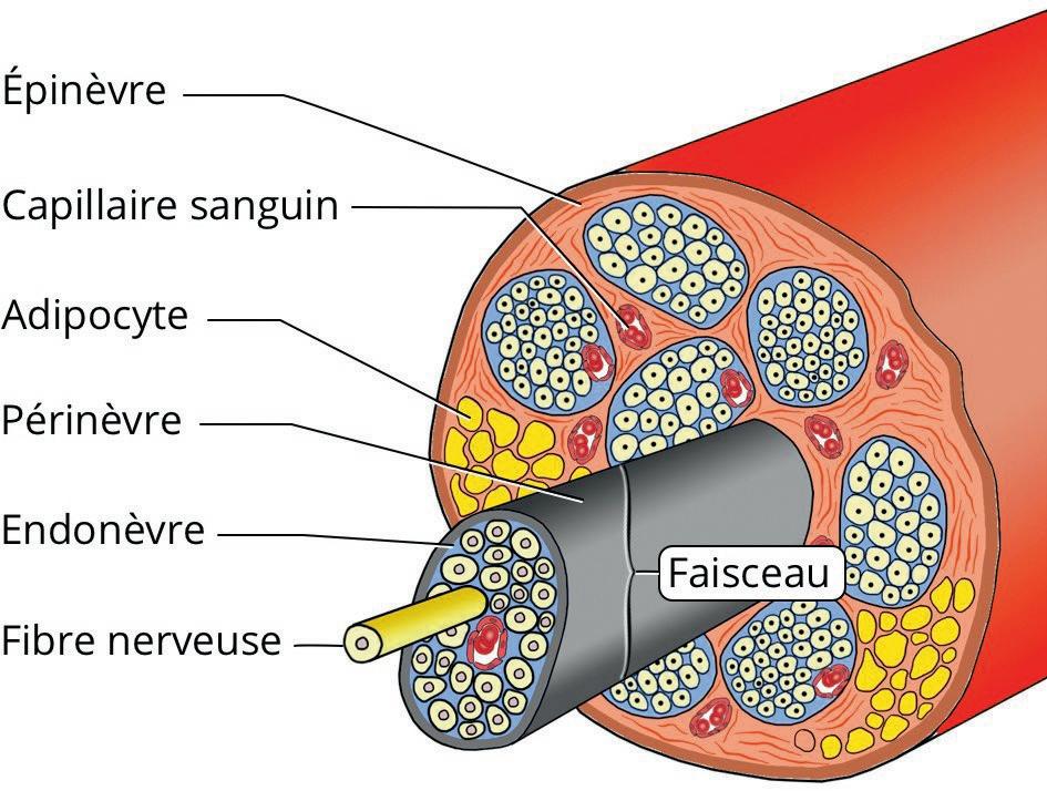 4.1. Le nerf - Issuu