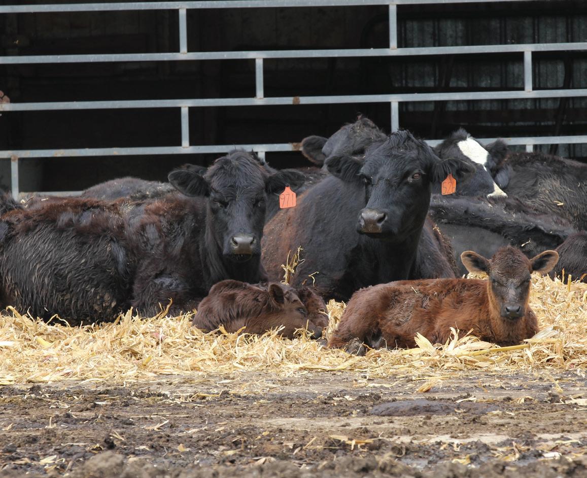 Illinois Beef Magazine Sept/Oct 2022 by Illinois Beef/Illinois Angus ...