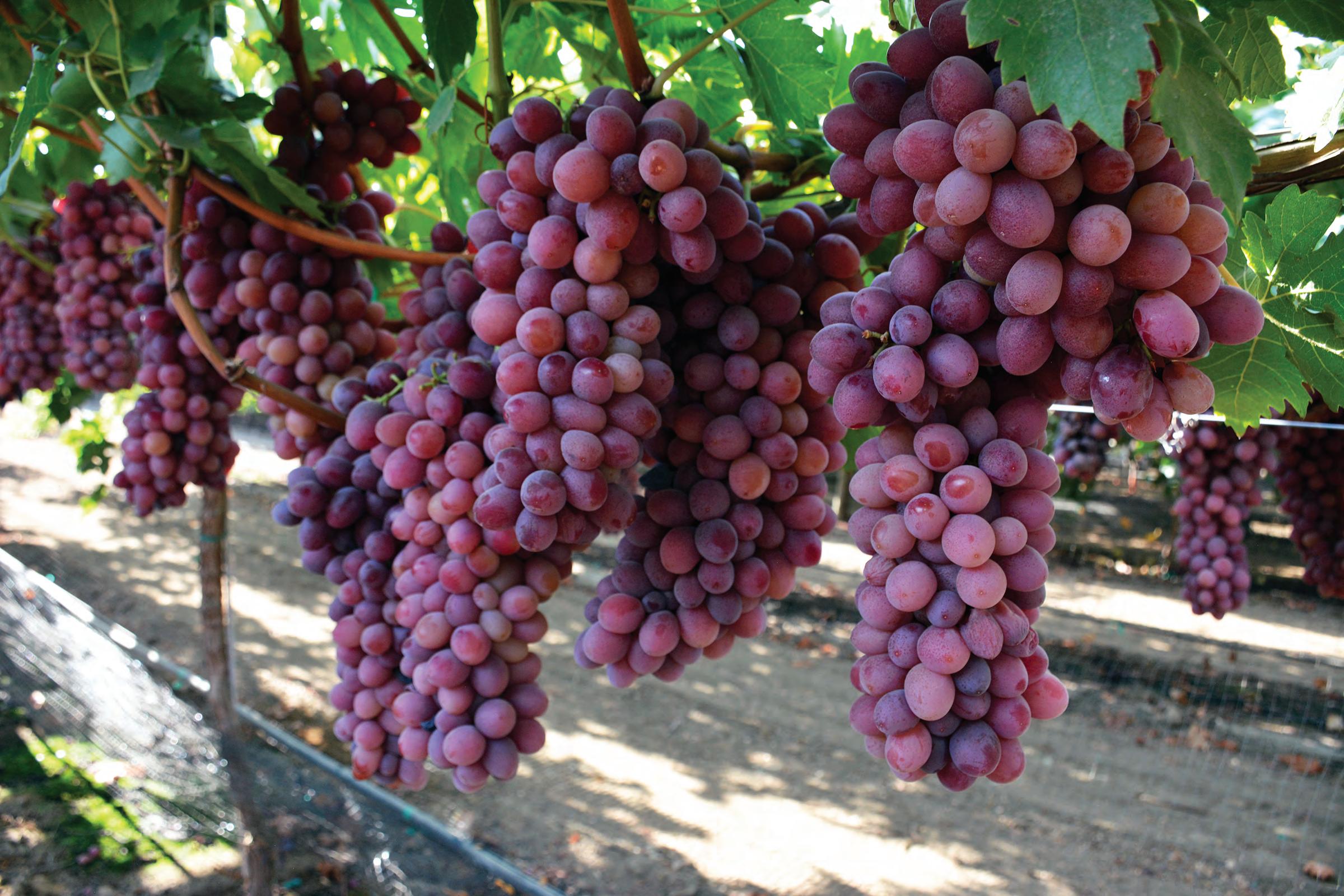 Table Grape Catalog 2023 by Sunridge Nurseries - Issuu