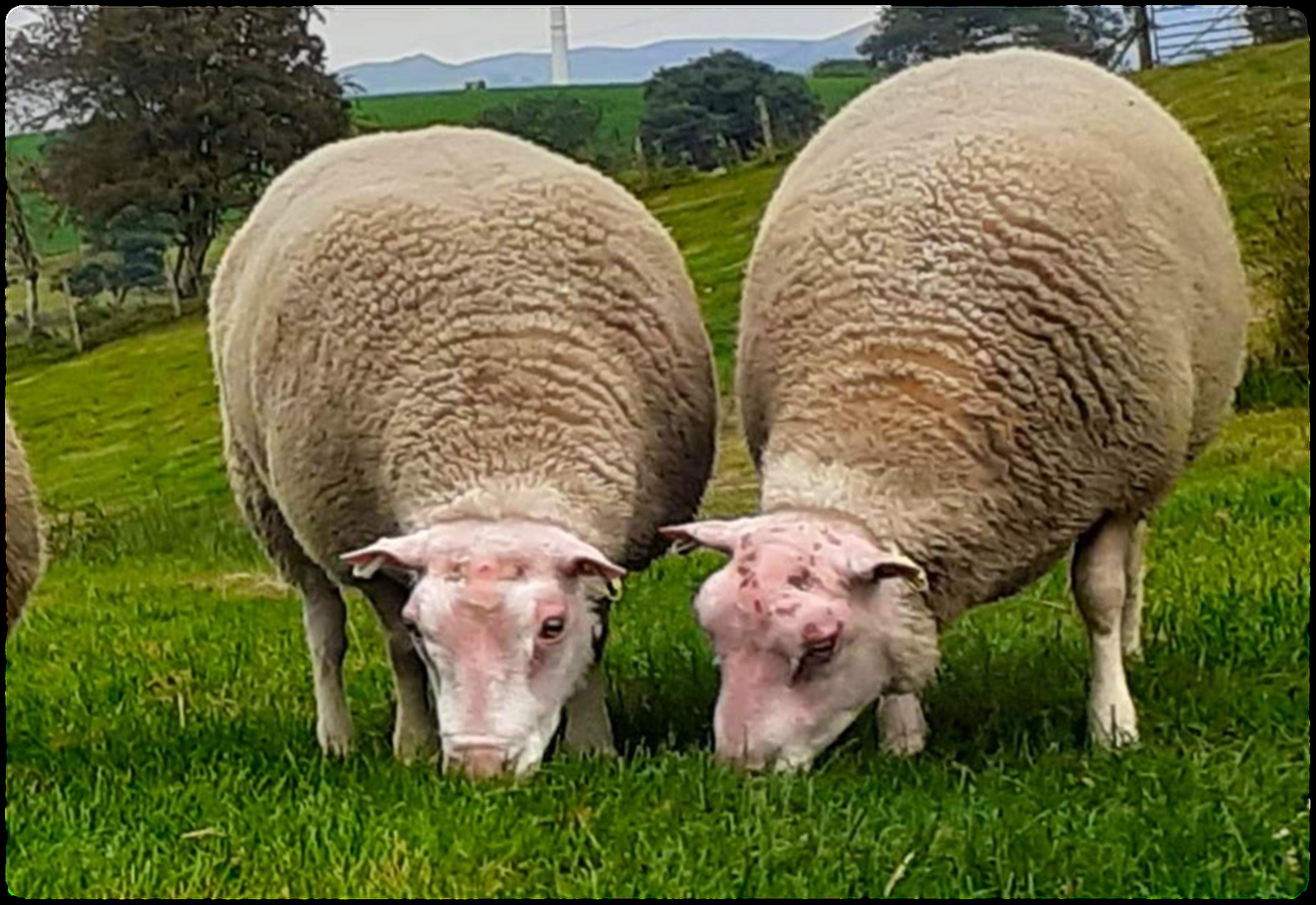 Charmoise Sheep Society, Saturday 15th October 2022. by North West ...