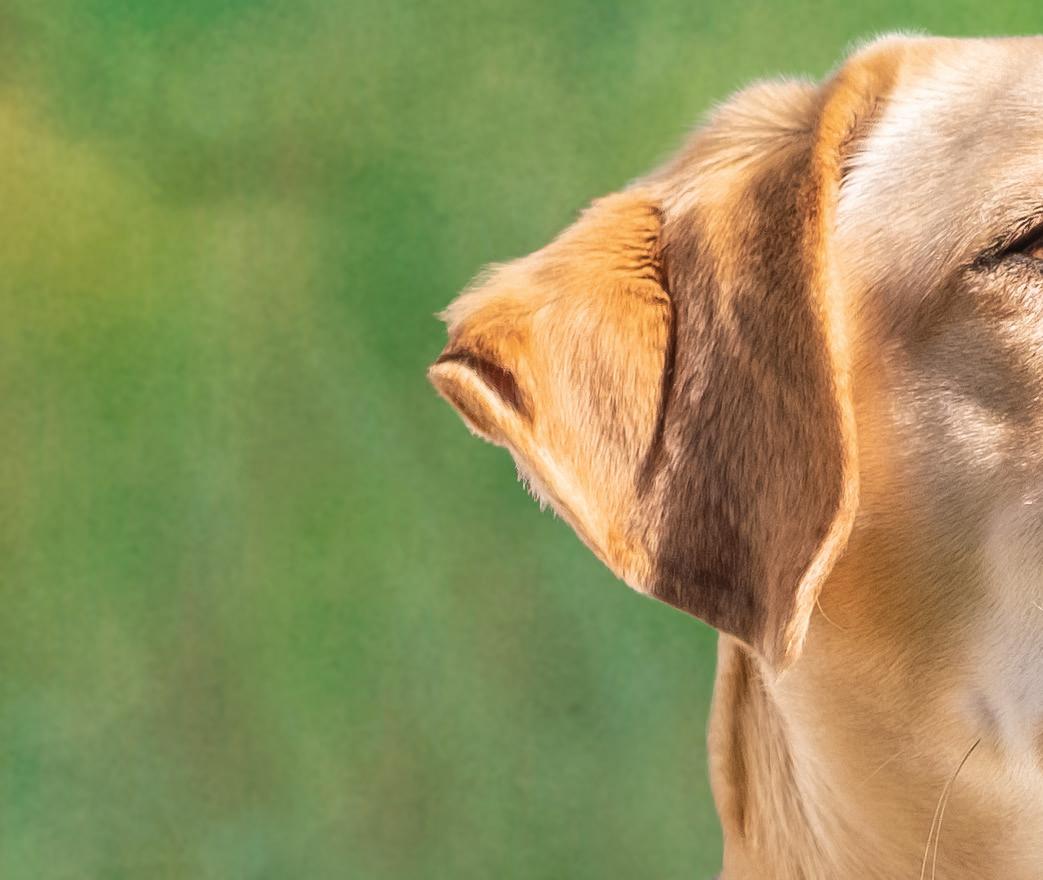 Dogalogue 2022-23 by guidedogssant - Issuu