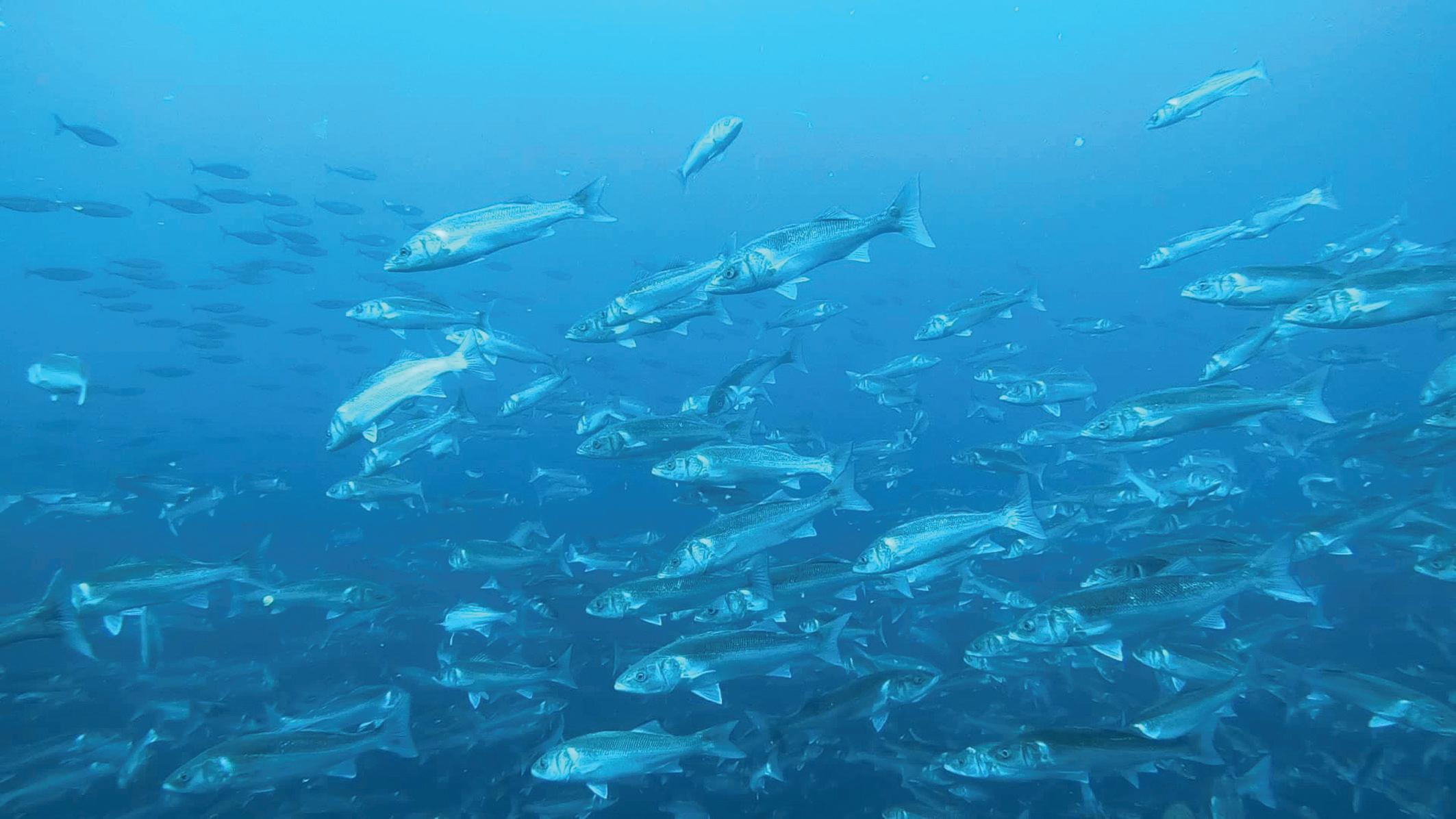 Aquafeed Vol 14 Issue 4 2022 by Aquafeed Media, S.L.U. - Issuu