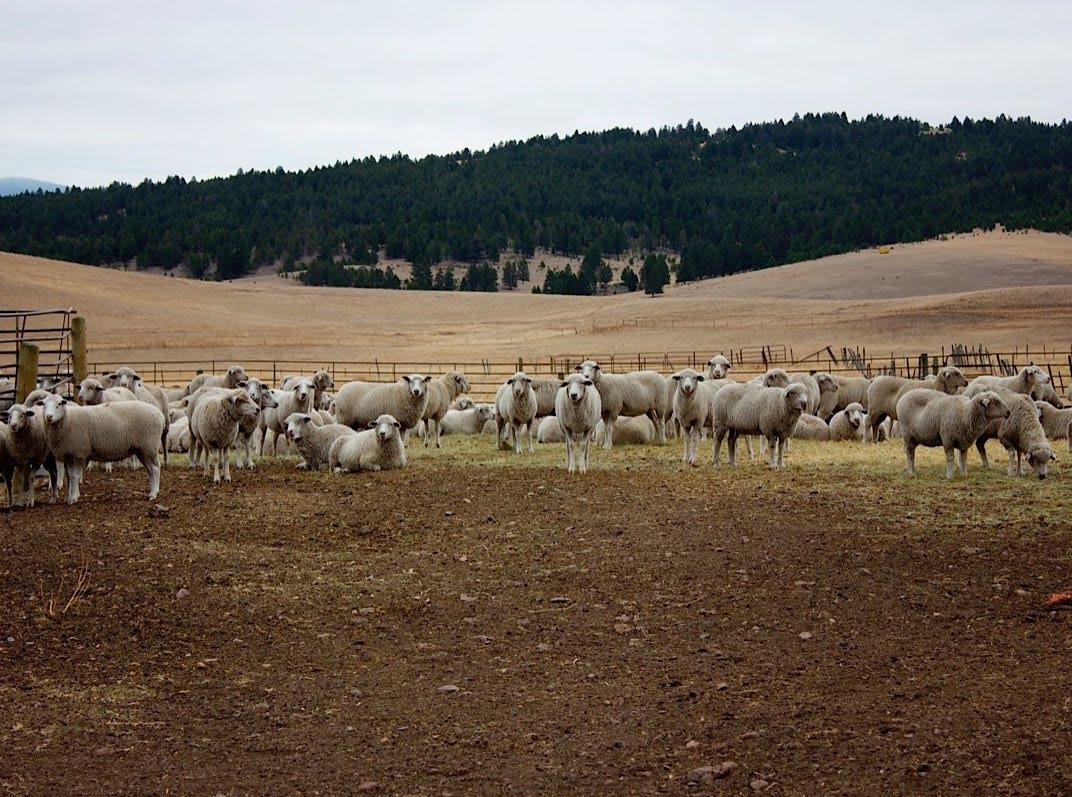 OFF THE MARKET: Montana Little Valley Ranch | Fay Ranches by Fay ...