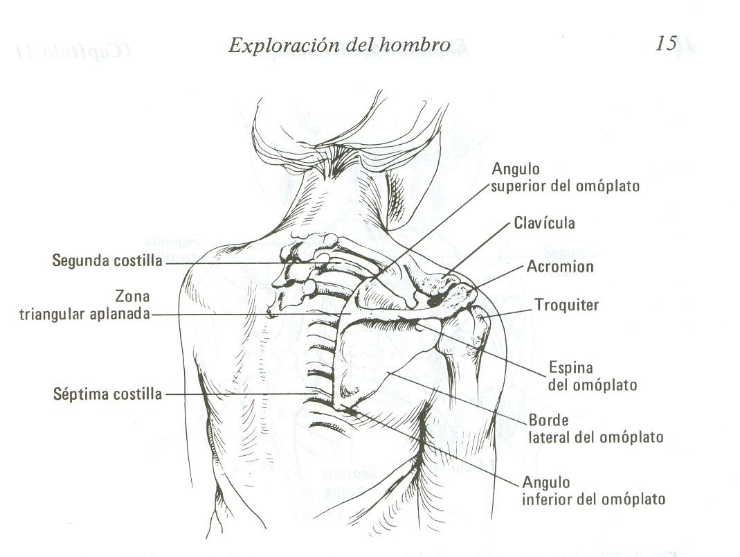Simdrome de hombro doloroso by Ferluisgo1 - Issuu