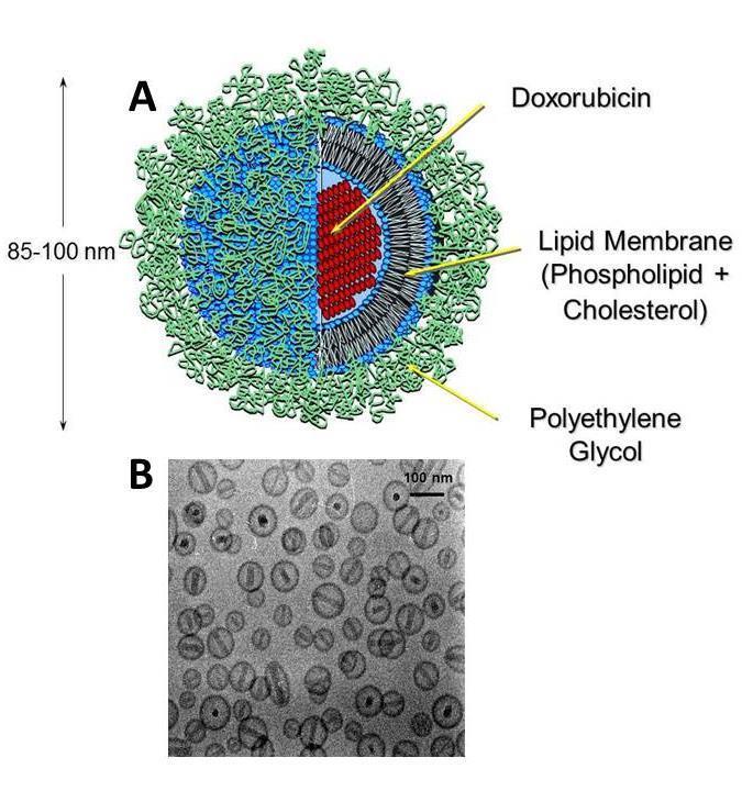DissoAmerica 2022 - Session 5 - Anna Schwendeman by spds.us - Issuu