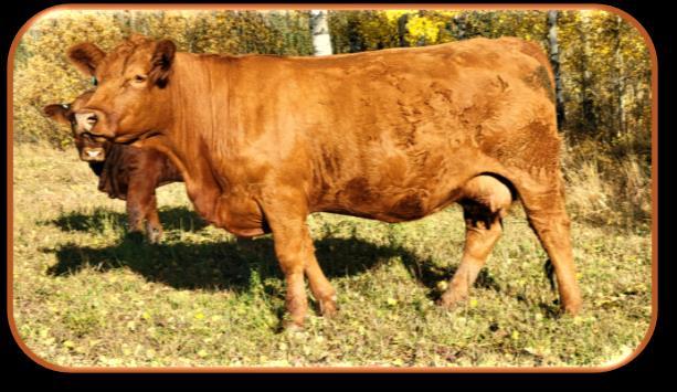 Dead Horse Creek Cattle Company 2022 Bull Sale by Dead Horse Creek ...