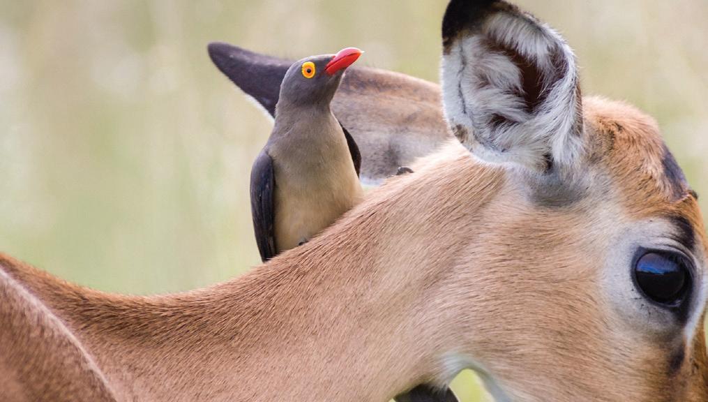 Mutualism Between Animals