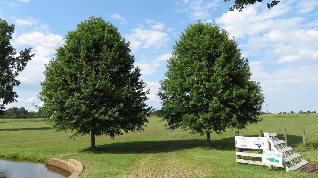 Select Trees Availability Portfolio by Select Trees - Issuu